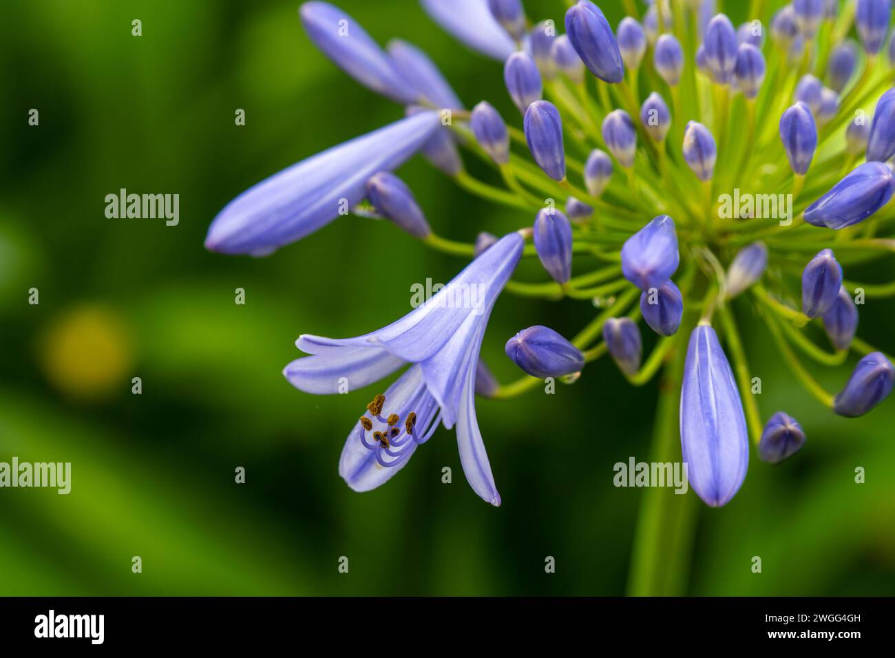 Adelaide australia botanical garden hi-res stock photography and images ...