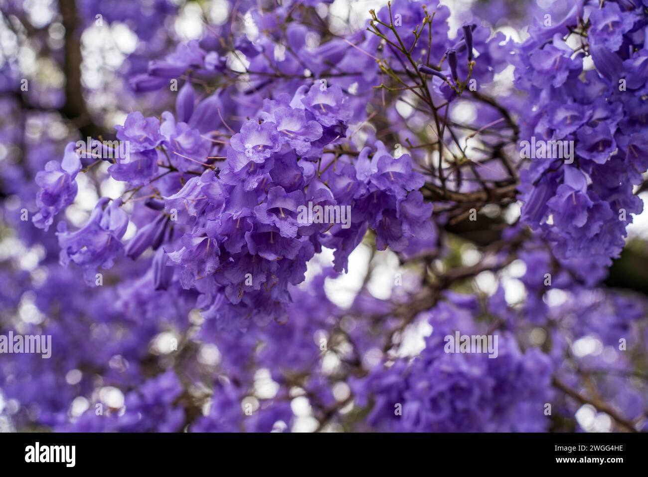 Jacaranda bloom in Adelaide, South Australia Stock Photo - Alamy