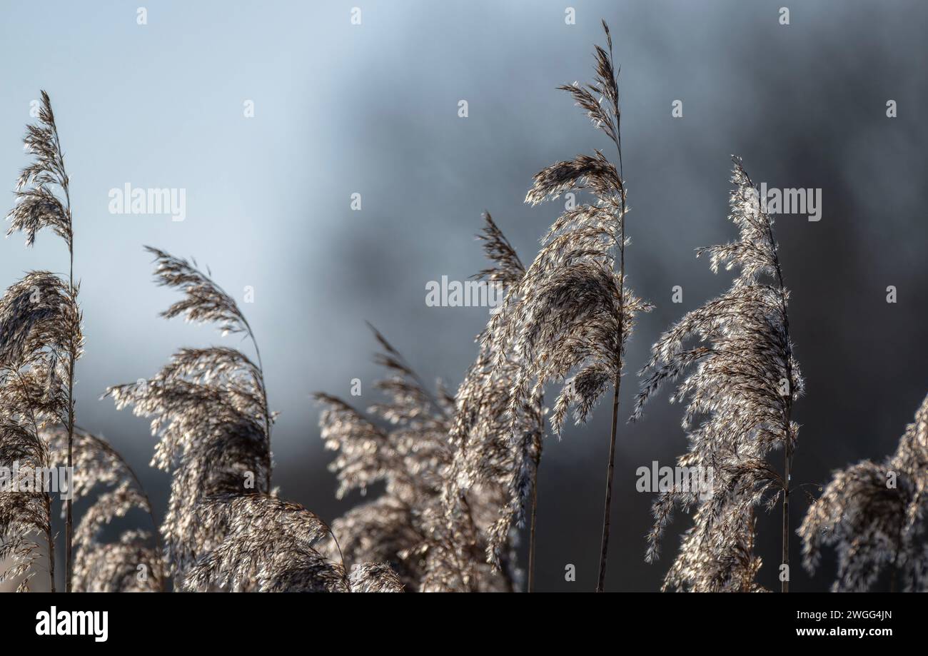 Common reeds, Phragmites communis, seed-heads on a frosty morning ...