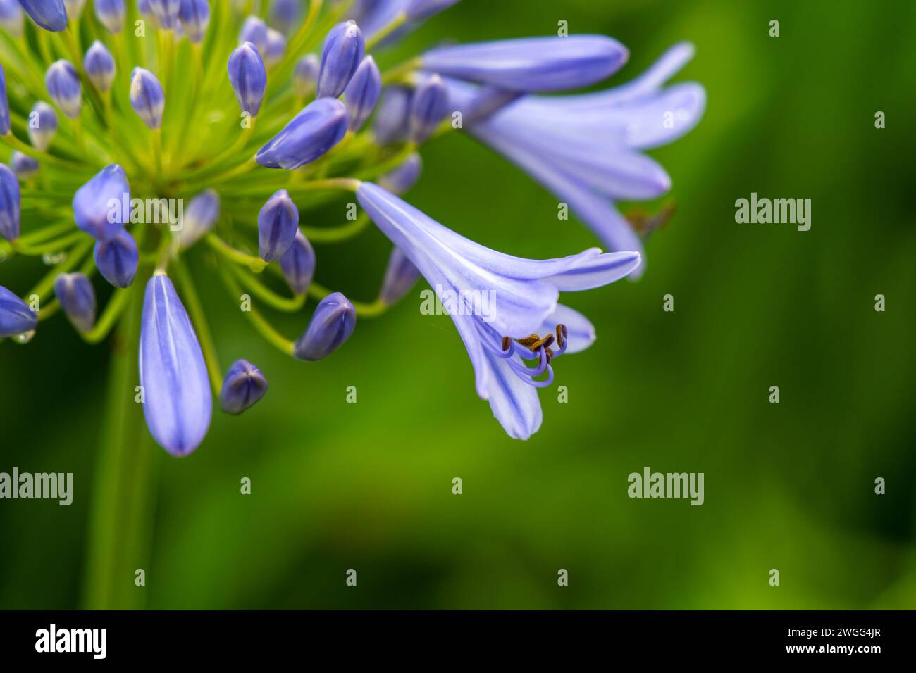 African lily in bloom in Adelaide, South Australia Stock Photo - Alamy