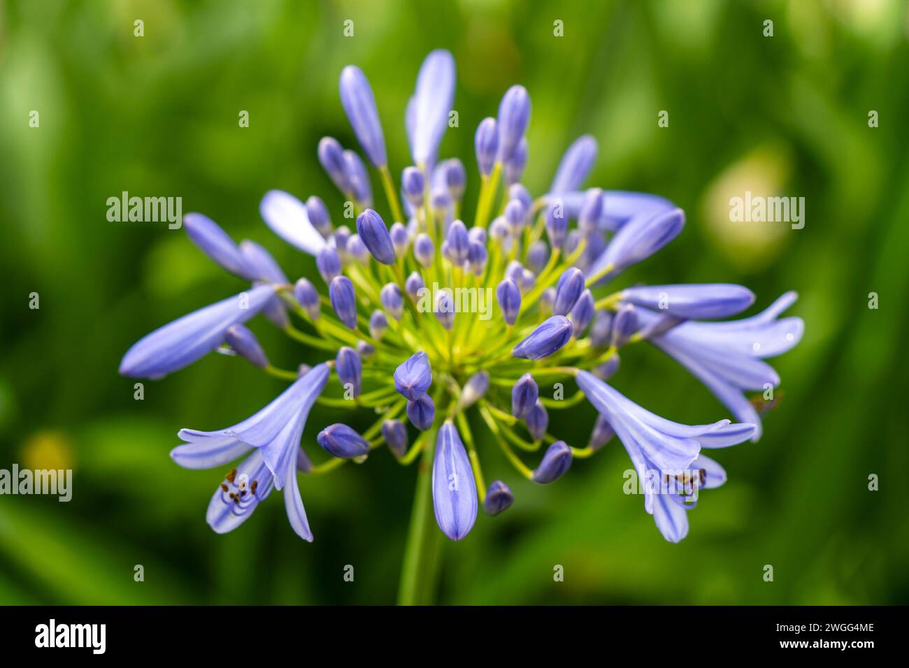 African lily in bloom in Adelaide, South Australia Stock Photo - Alamy