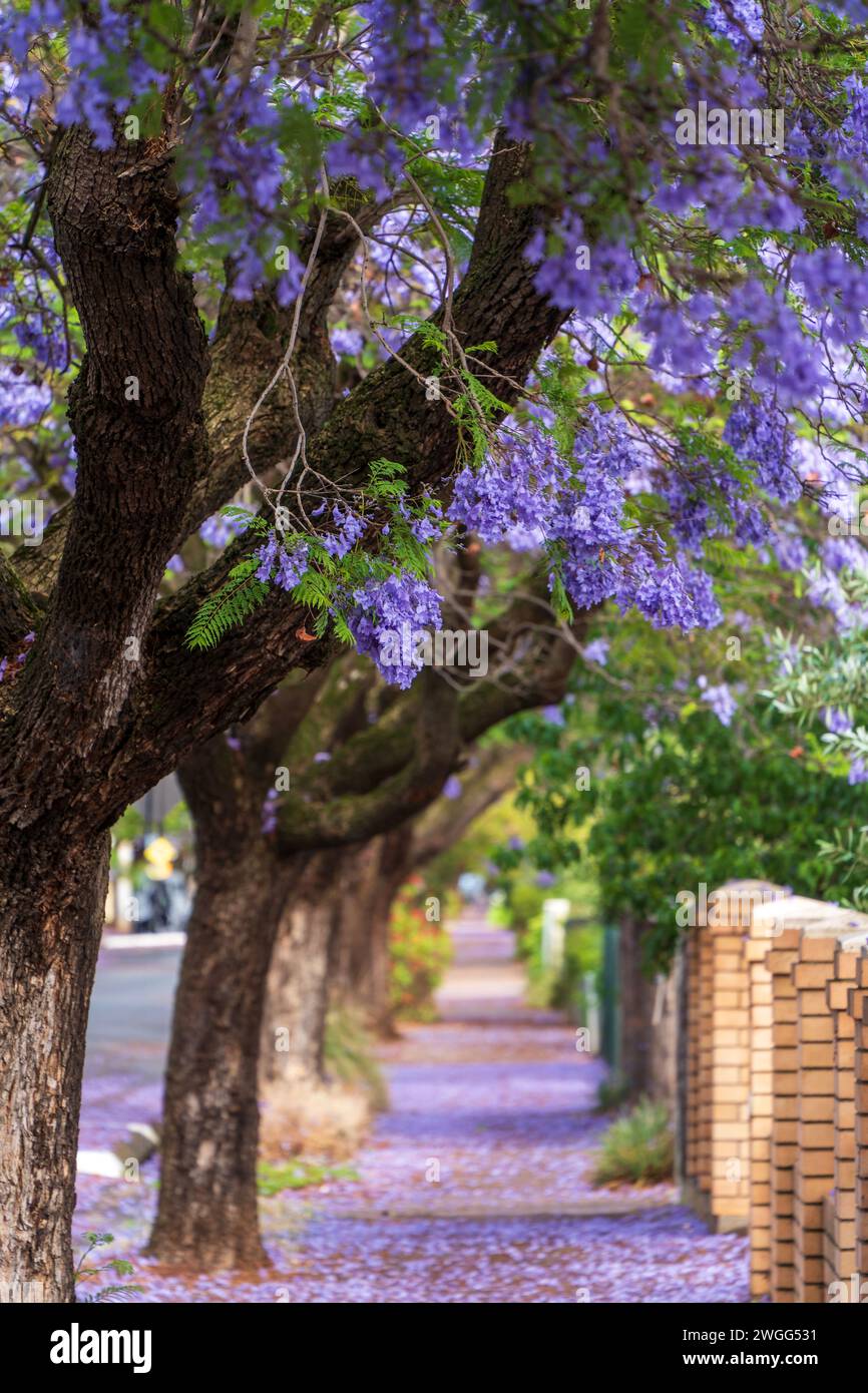 Jacaranda bloom in Adelaide, South Australia Stock Photo - Alamy