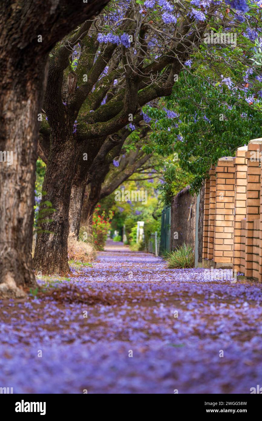 Jacaranda bloom in Adelaide, South Australia Stock Photo - Alamy