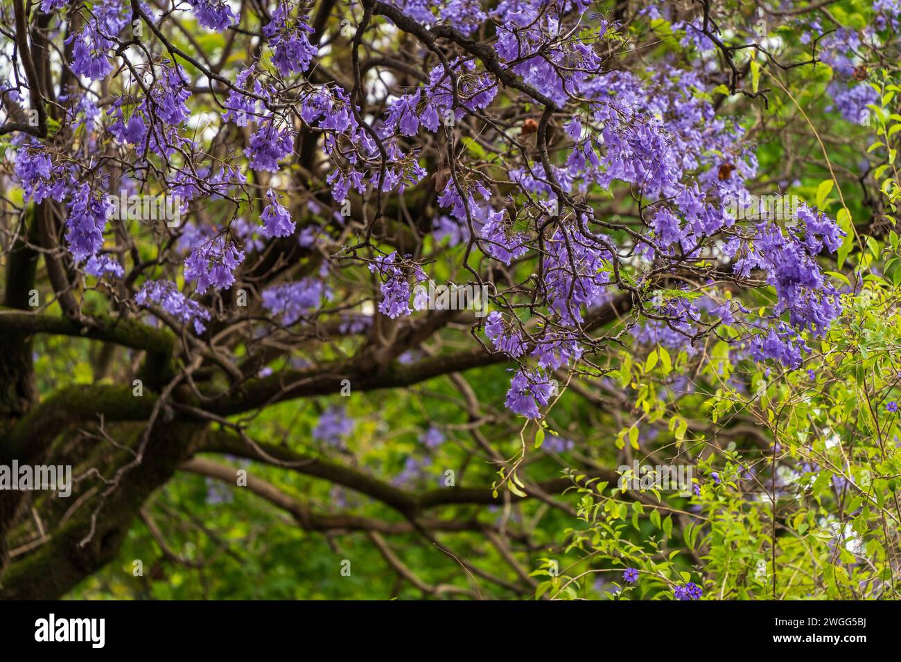 Jacaranda bloom in Adelaide, South Australia Stock Photo - Alamy