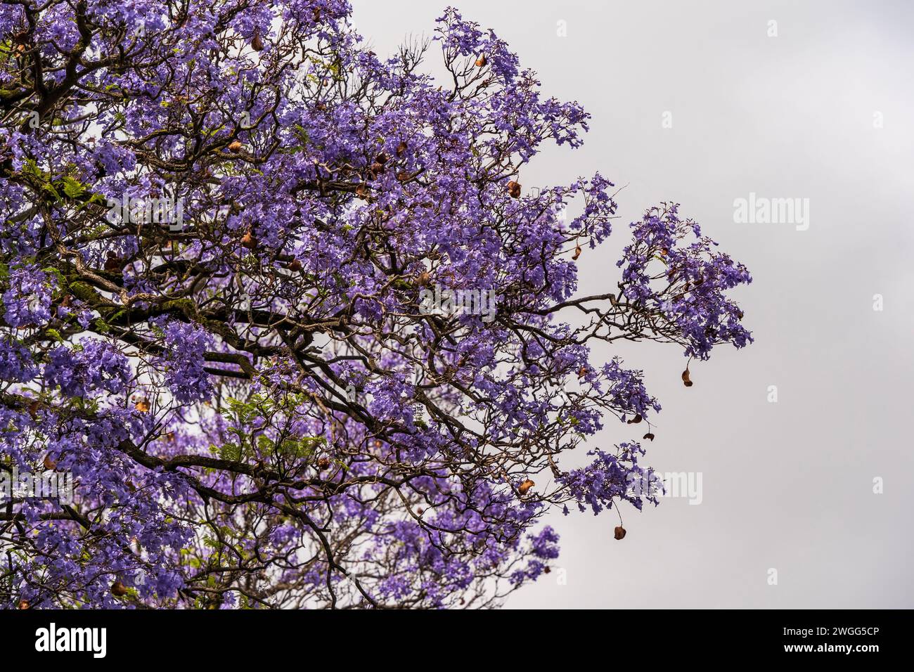 Jacaranda bloom in Adelaide, South Australia Stock Photo - Alamy