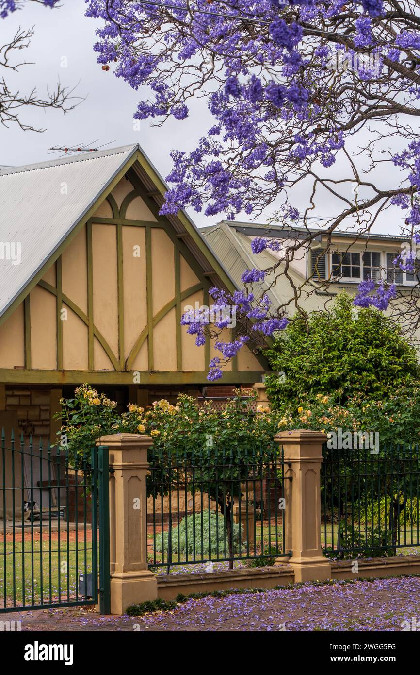 Jacaranda bloom in Adelaide, South Australia Stock Photo - Alamy