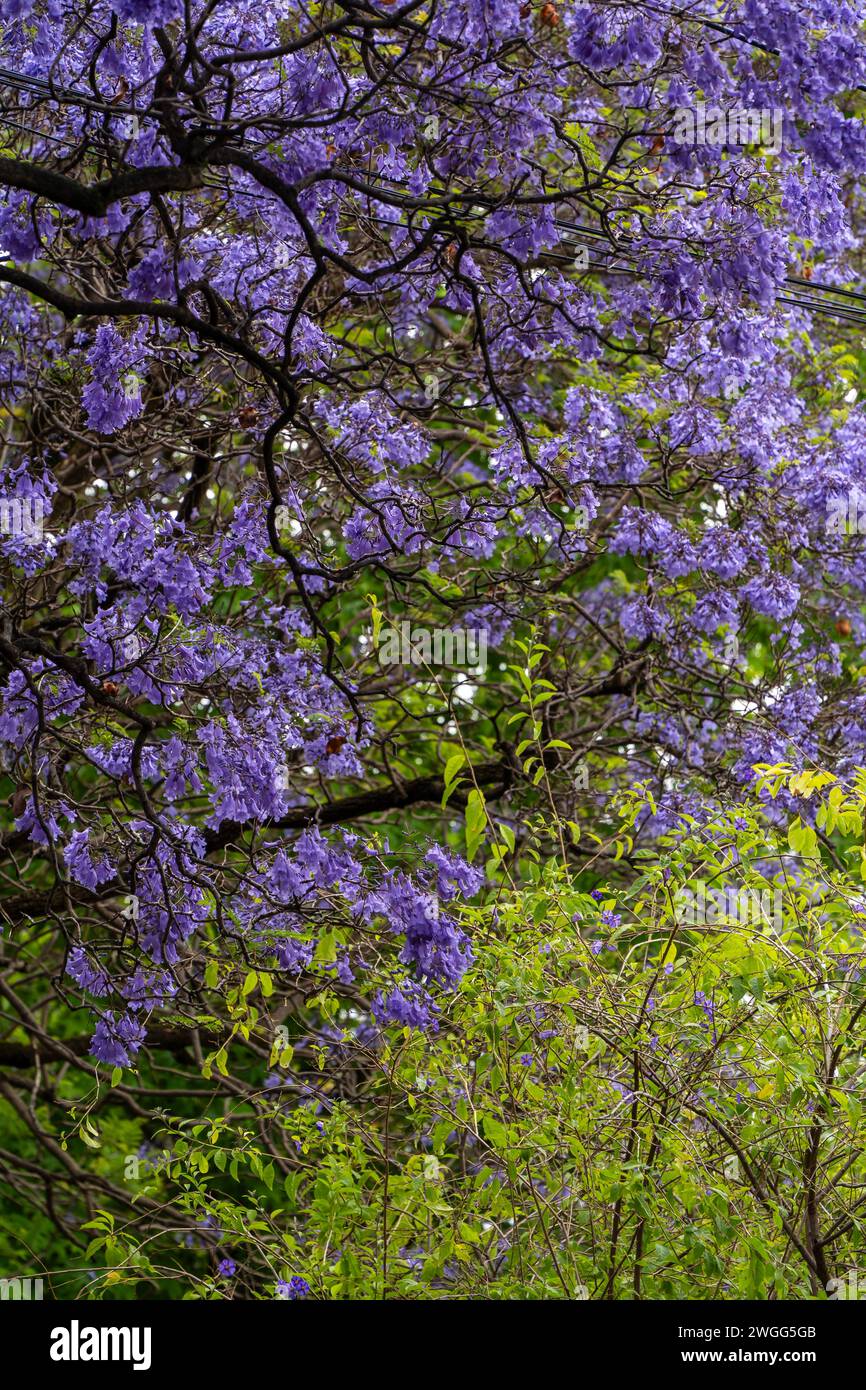 Jacaranda bloom in Adelaide, South Australia Stock Photo - Alamy