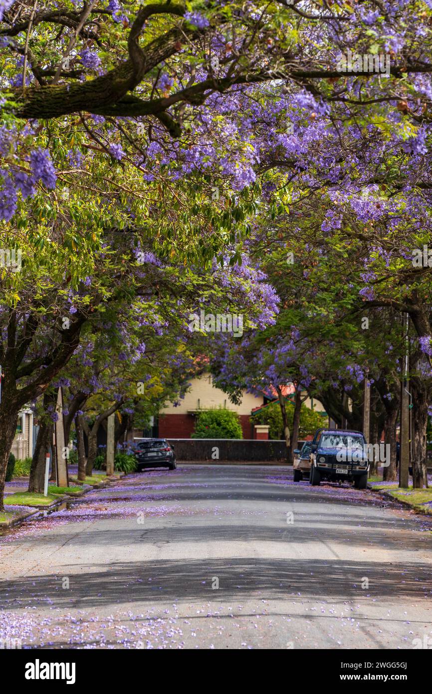 Jacarandas walk hi-res stock photography and images - Alamy