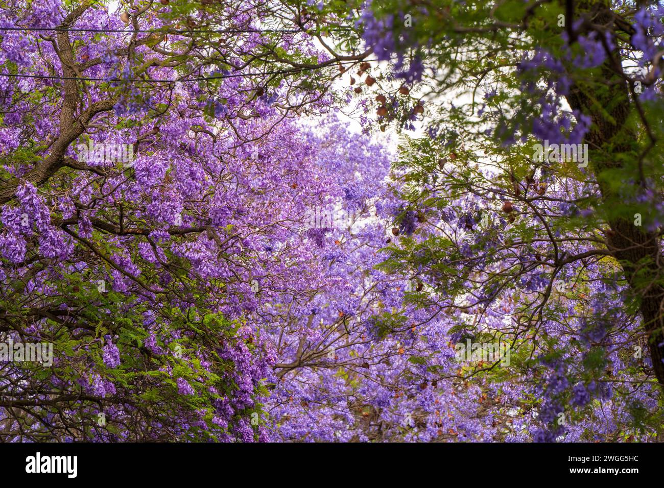 Flowering jacaranda trees botanical hi-res stock photography and images ...