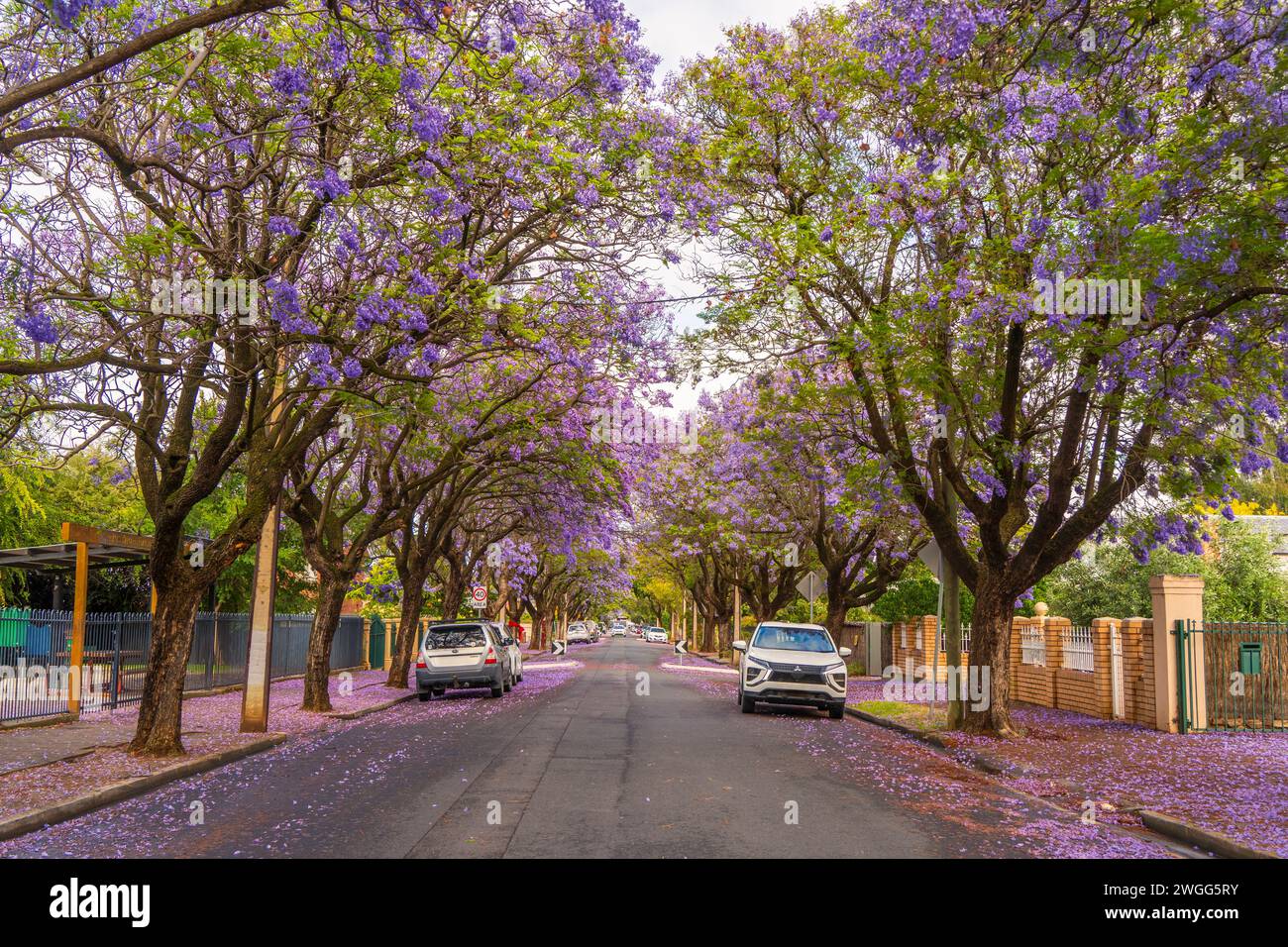 Jacaranda bloom in Adelaide, South Australia Stock Photo - Alamy