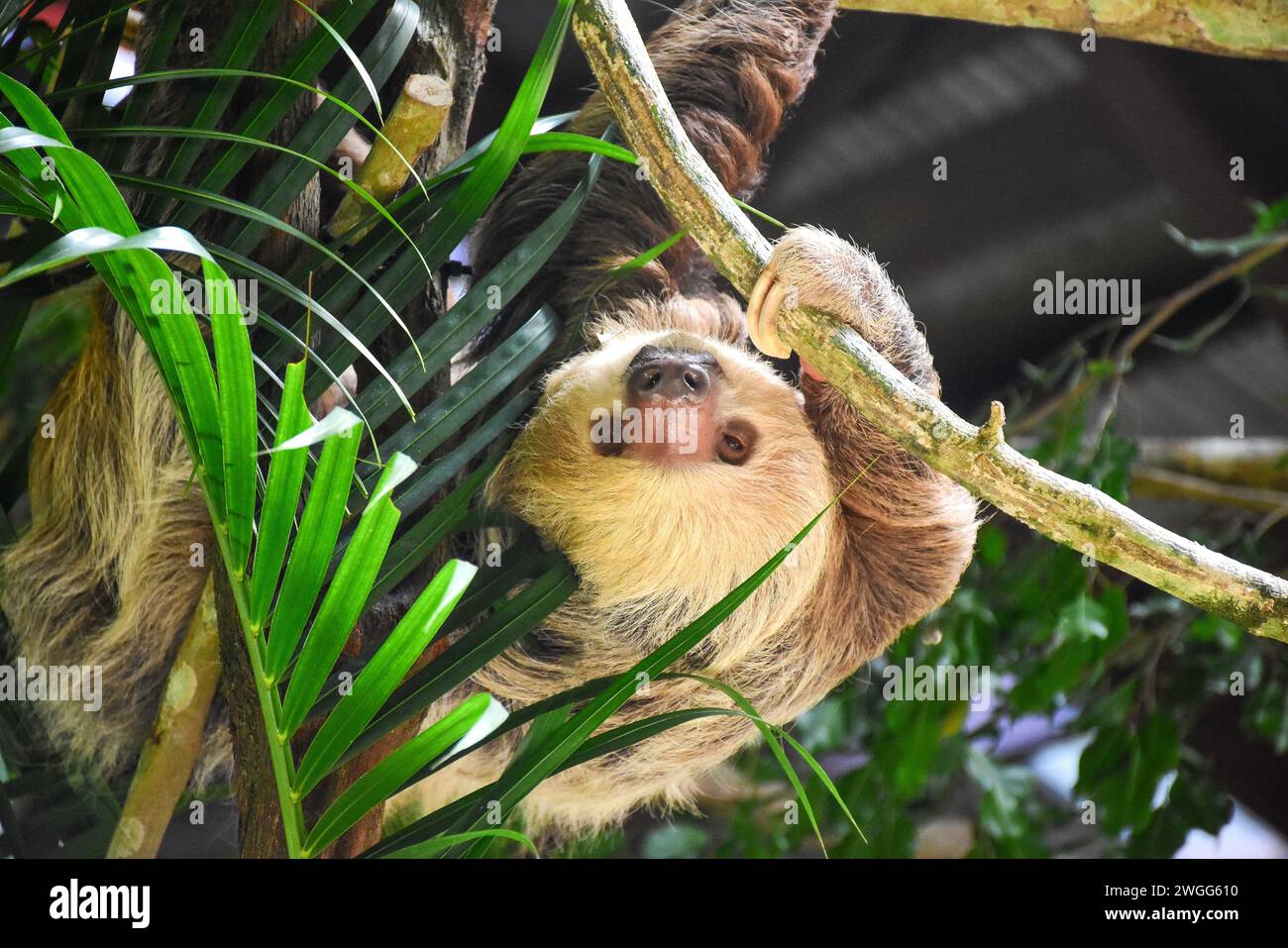 A two-toed sloth (Choloepus hoffmanni) in enclosure at Soberania ...