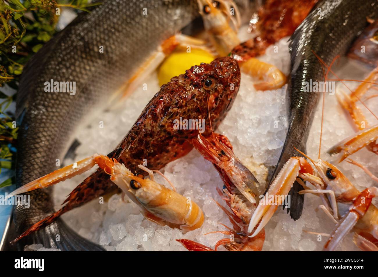 fish on ice Stock Photo - Alamy