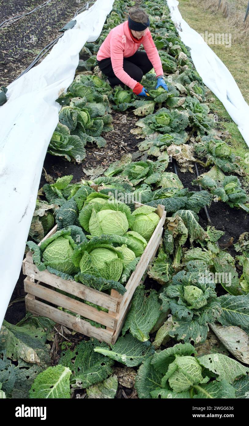 Vegetables from a small plot hi-res stock photography and images - Alamy