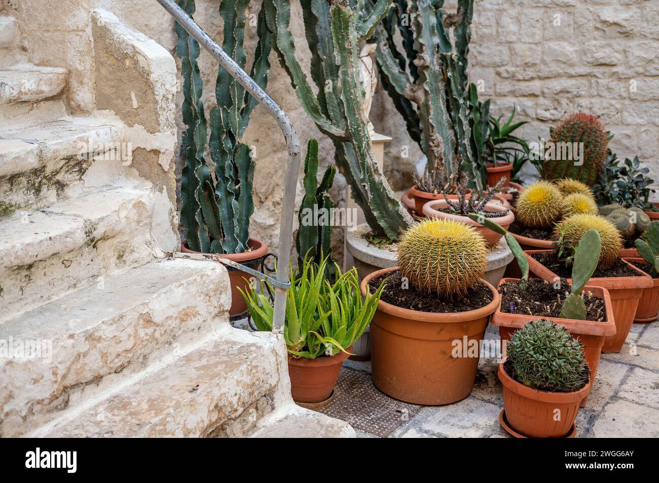 Cactus on italian street Stock Photo - Alamy