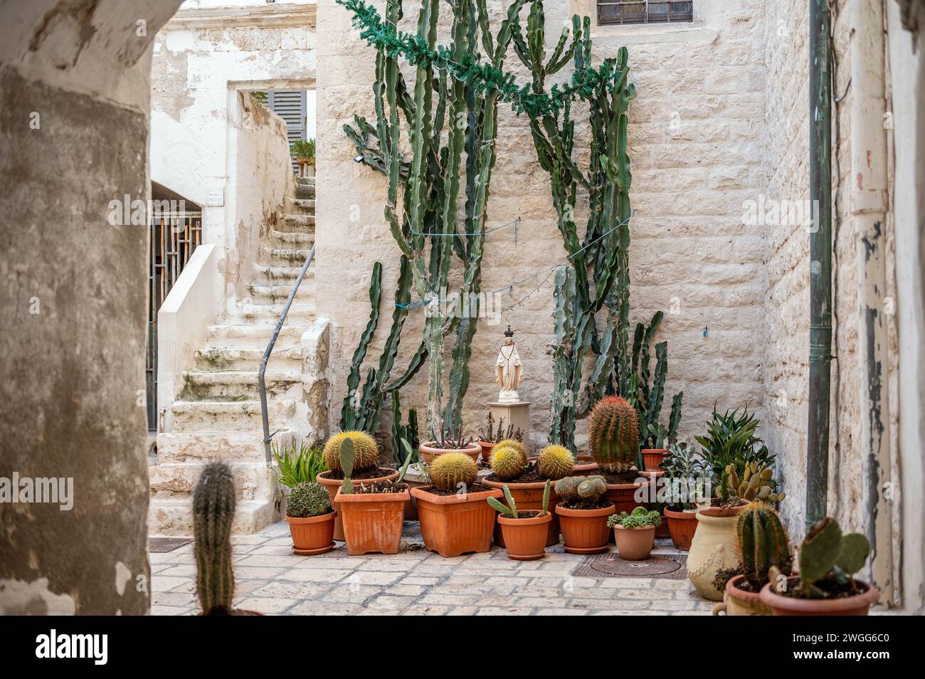 Cactus on italian street Stock Photo - Alamy