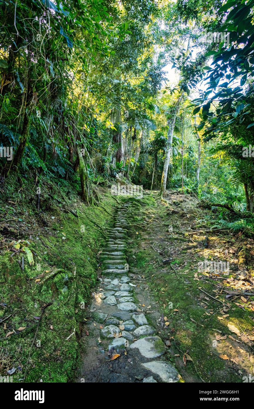 Hidden ancient ruins of Tayrona civilization Ciudad Perdida in the ...