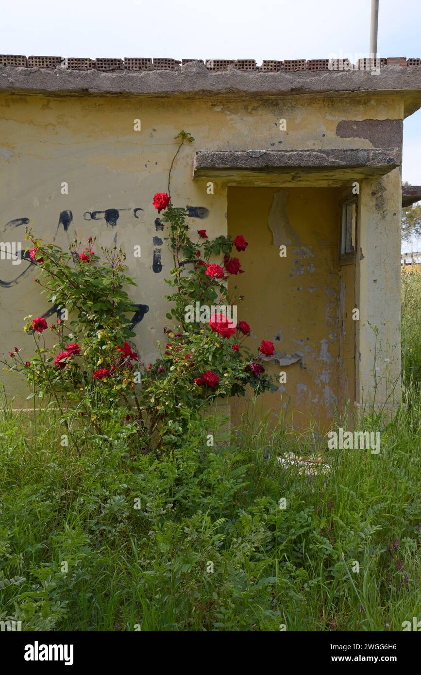 Red roses climbing the wall of an abandoned track maintenance hut on ...