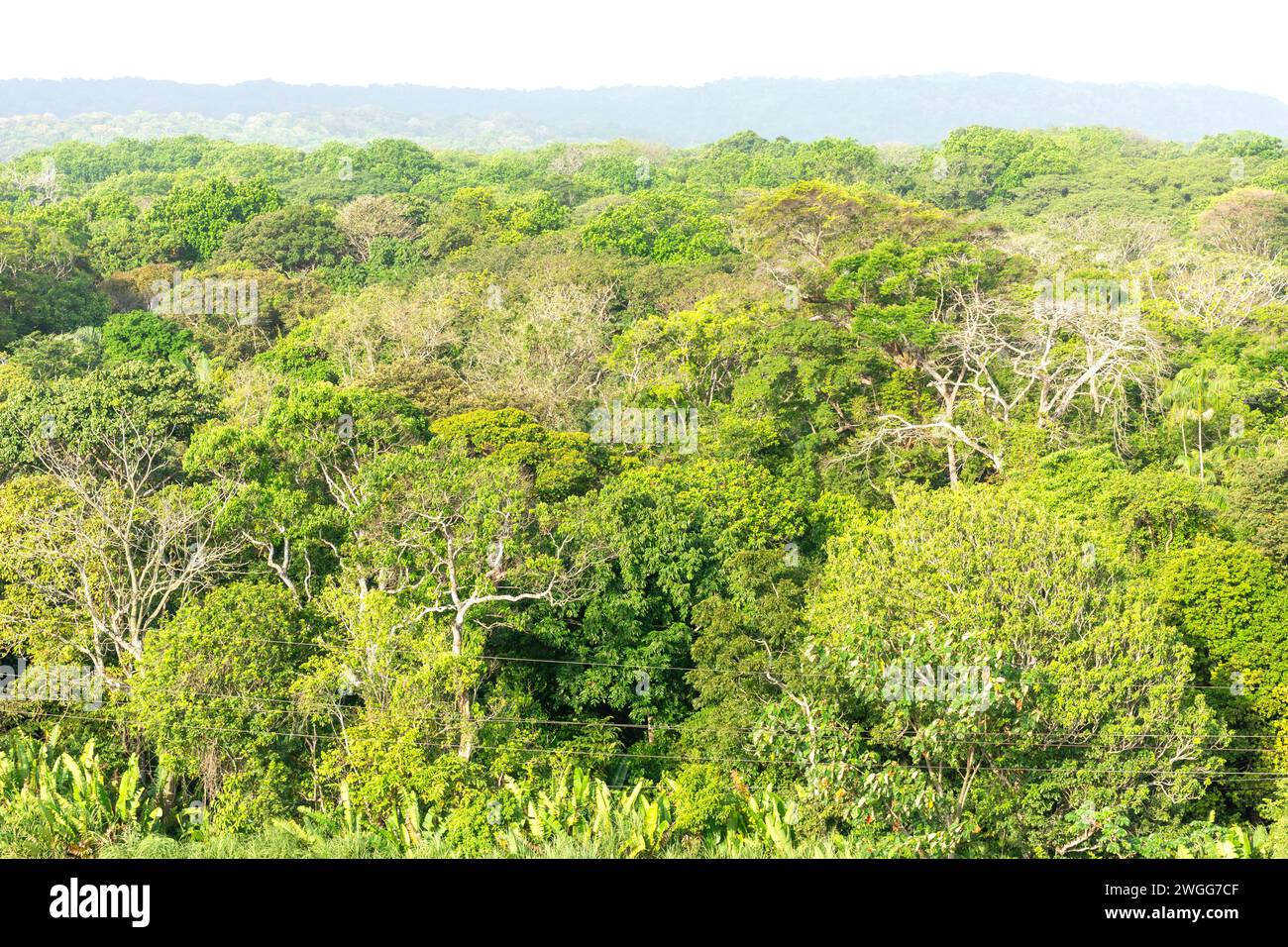 Tropical rainforest at edge of Gatun Locks, Panama Canal, Colon, Colon ...