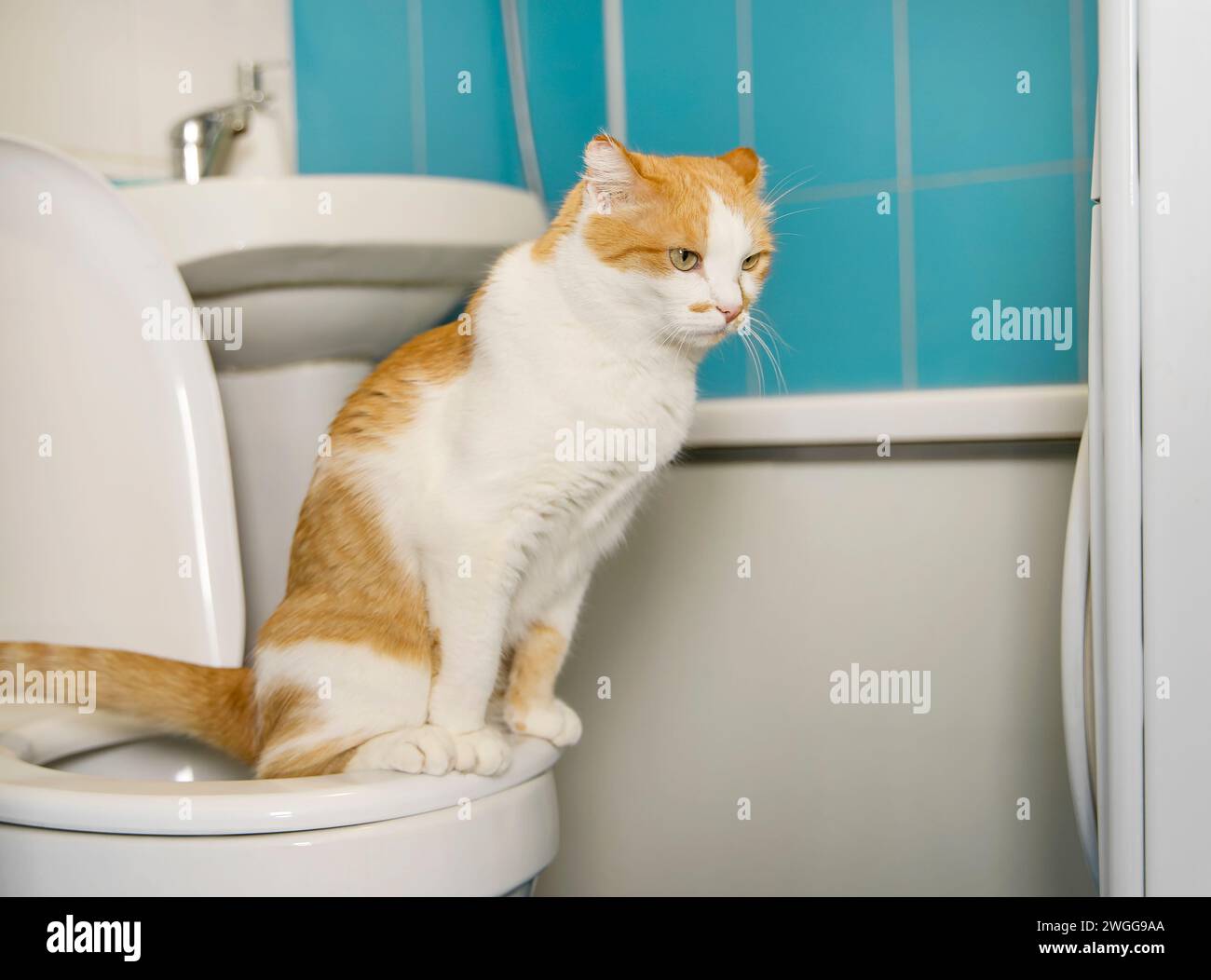 Cute cat using human toilet bowl in bathroom Stock Photo - Alamy