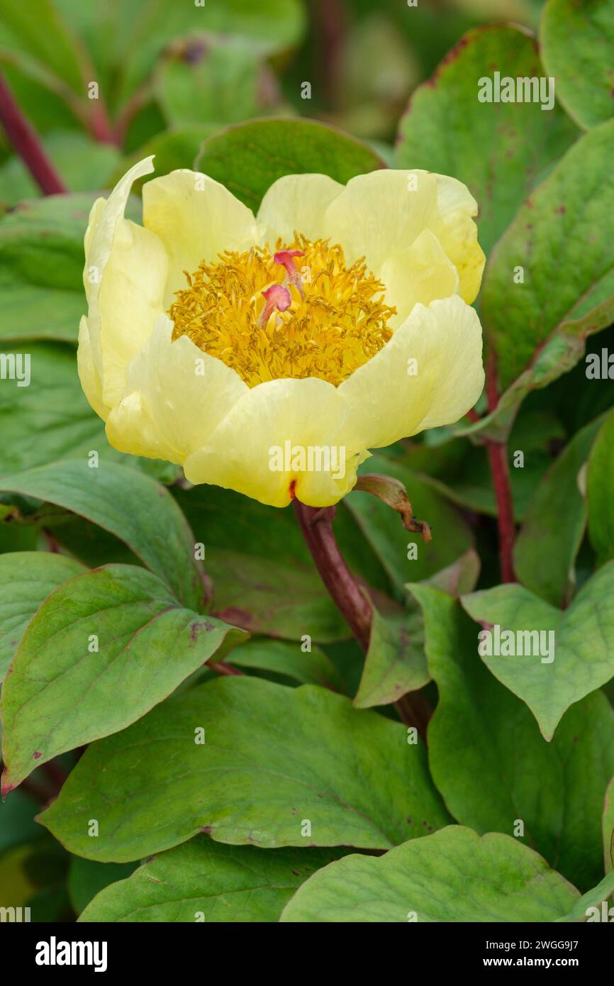 Paeonia daurica mlokosewitschii, Mlokosewitch's peony, Paeonia ...