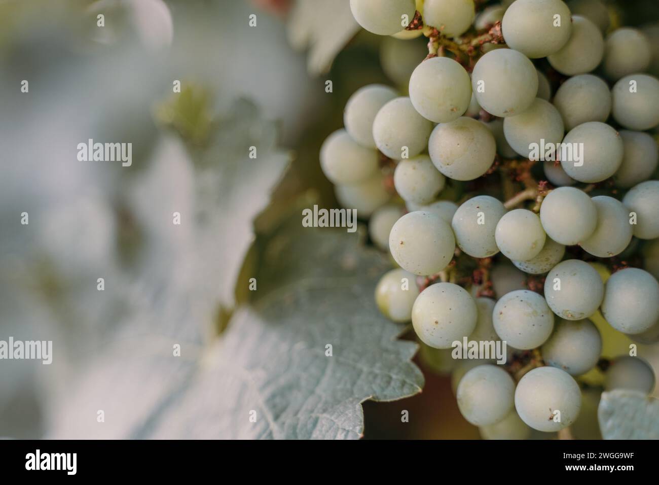 Clusters of ripe sweet grapes among the green leaves of grape bushes ...