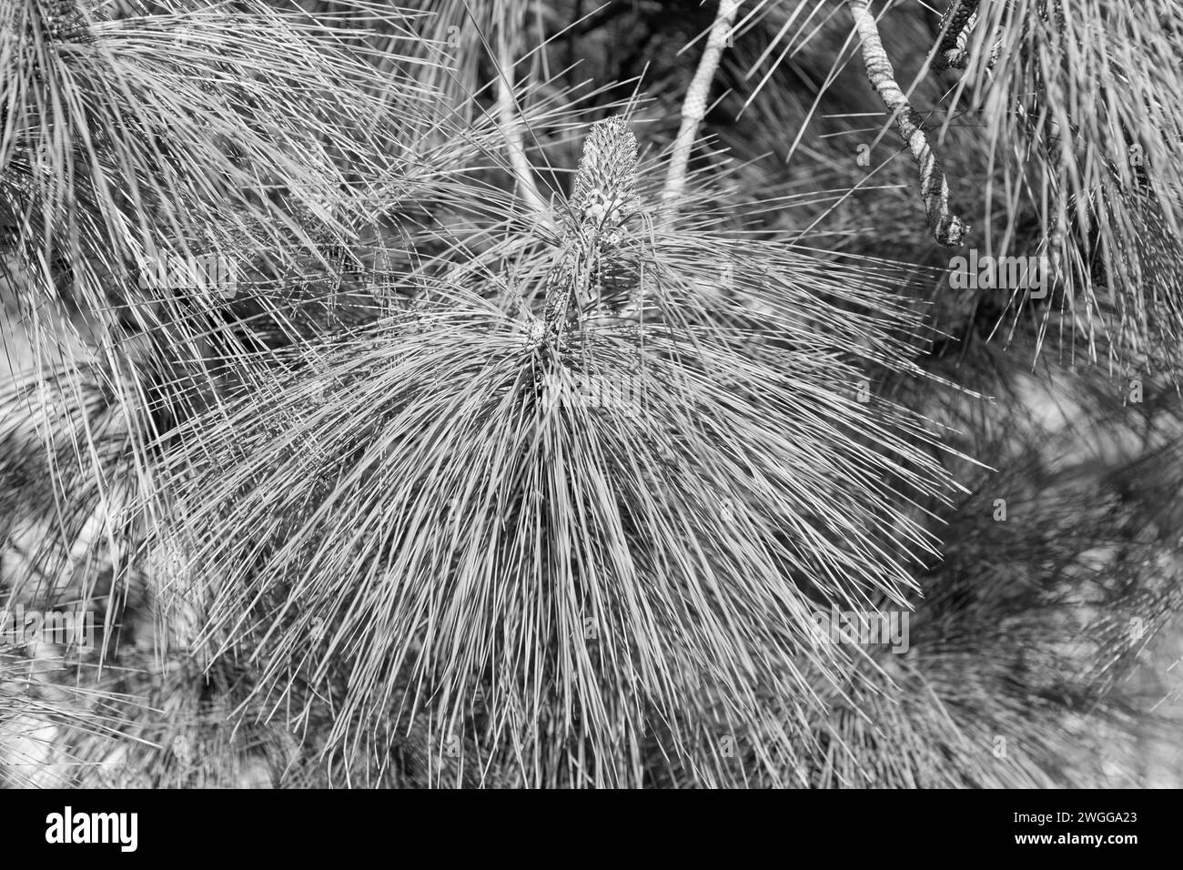 Pine tree branch with evergreen needle leaves and pinecone natural ...