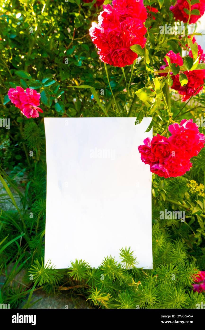 Beautiful flowers around blank white greeting card. bush garden of a ...