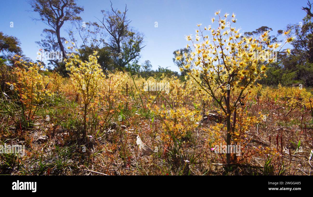 Golden plants of the carnivorous sundew Drosera gigantea, Western ...