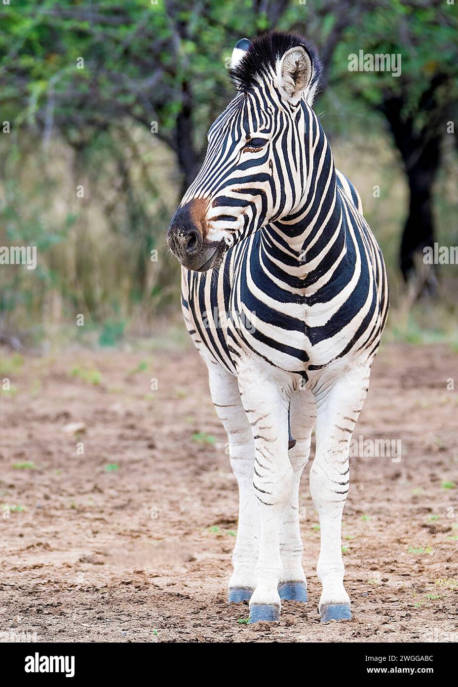 Zebra calf hi-res stock photography and images - Alamy