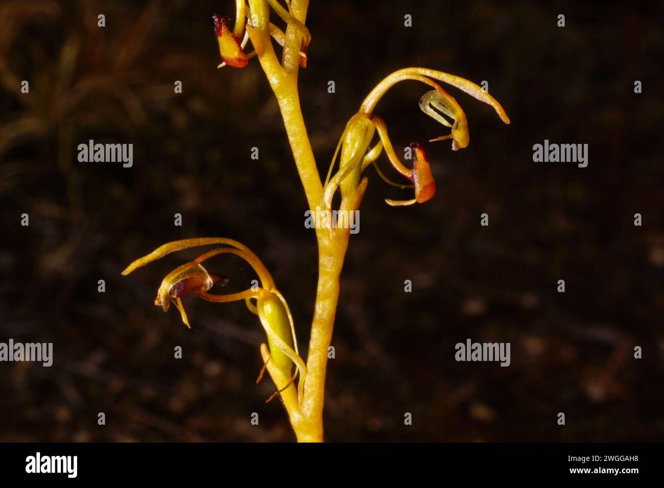 Bizarre flowers of the elbow orchid (Spiculaea ciliata), Western ...
