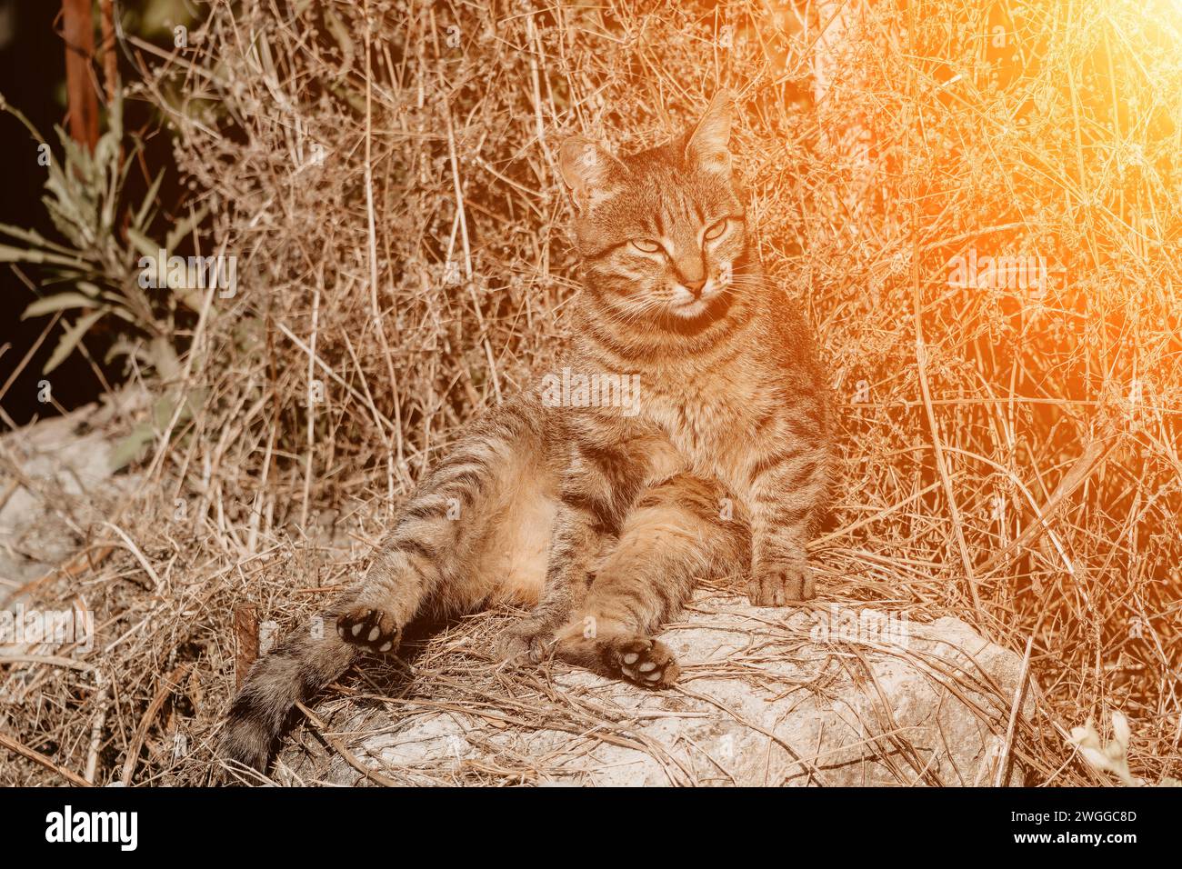 A cute happy grey tabby kitten lies and rests on the floor of the park ...