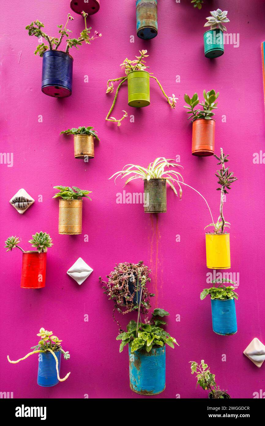 Pink wall flower pots funchal madeira hi-res stock photography and ...