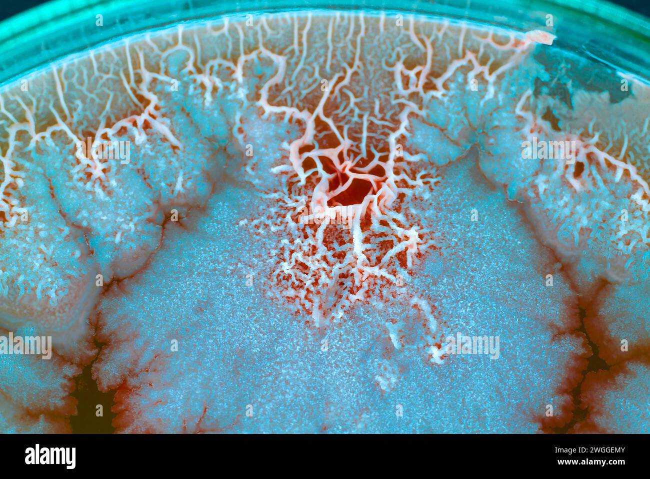 colonies of bacteria and microorganisms on the surface of agar and wind ...