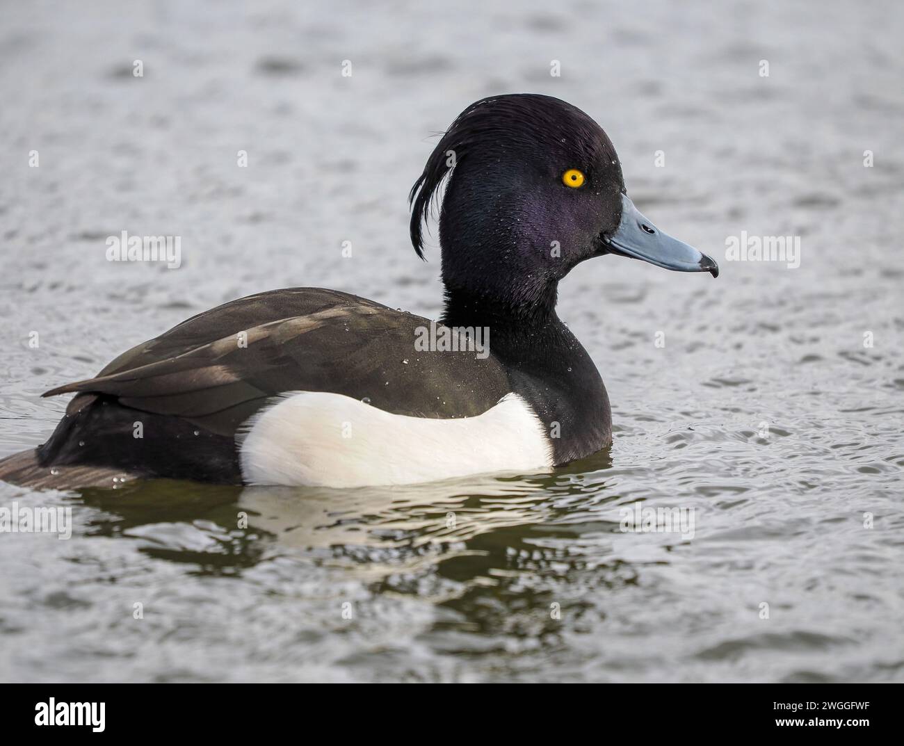 Diing duck hi-res stock photography and images - Alamy