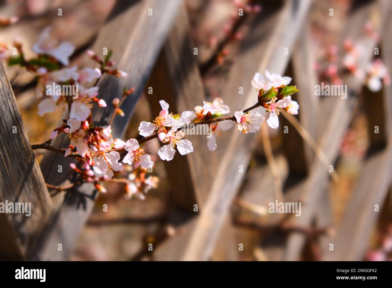 A branch of plum flower sticking out of fence Stock Photo - Alamy