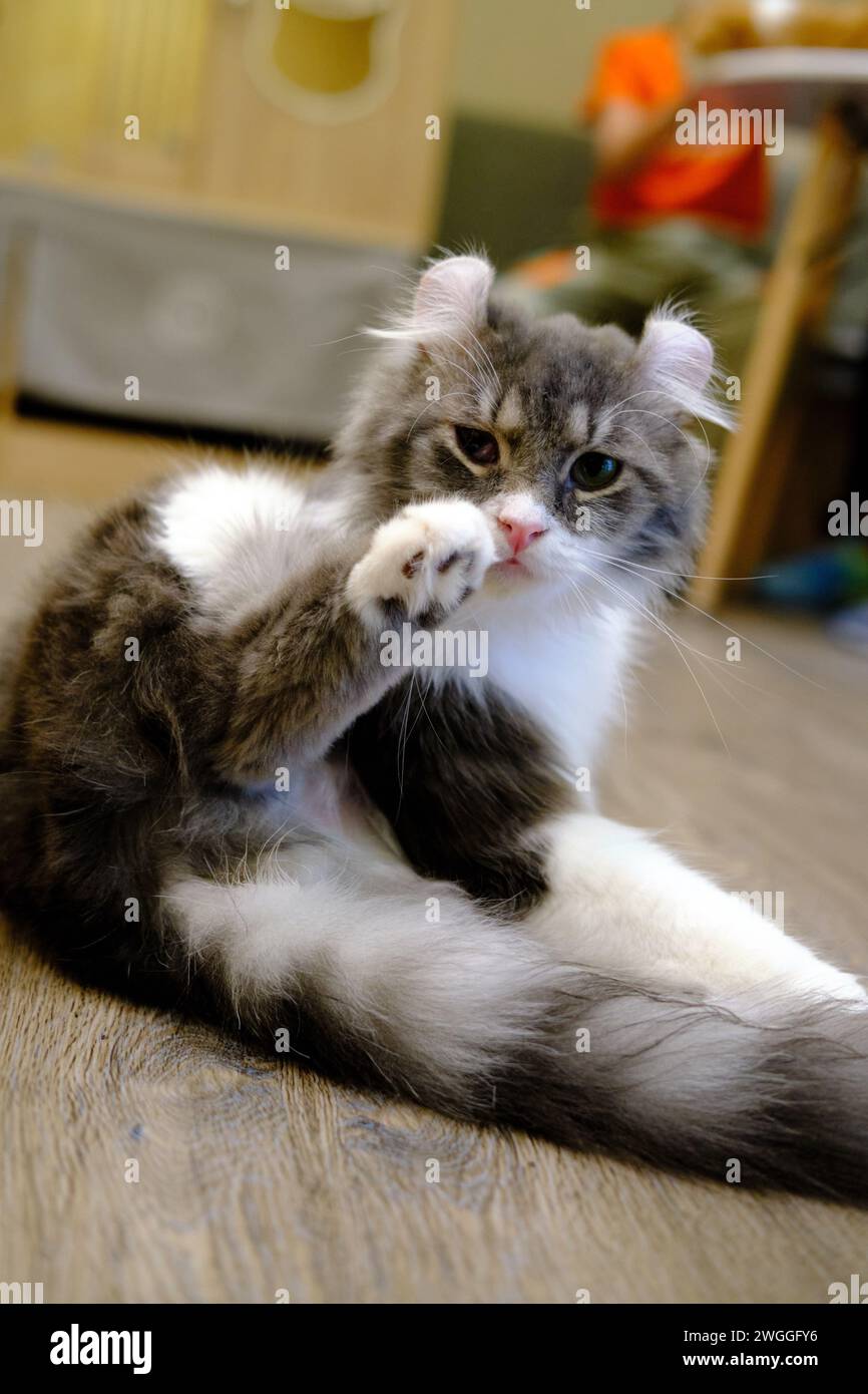 Cat raised paws hi-res stock photography and images - Alamy