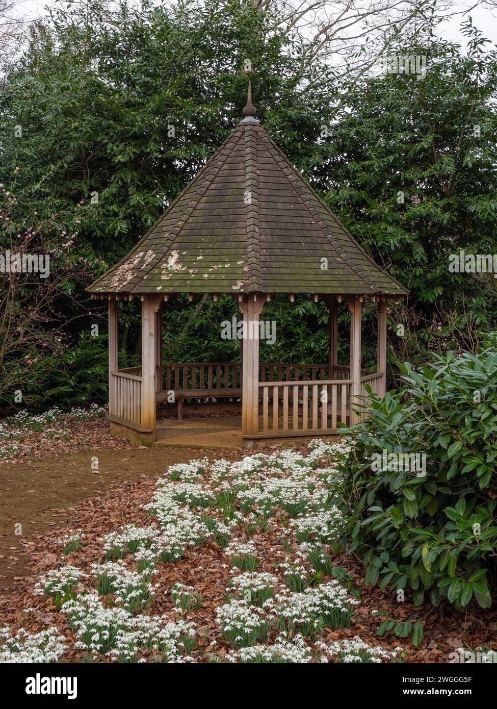 A woodland path lined with snowdrops, part of the annual Snowdrop Trail ...
