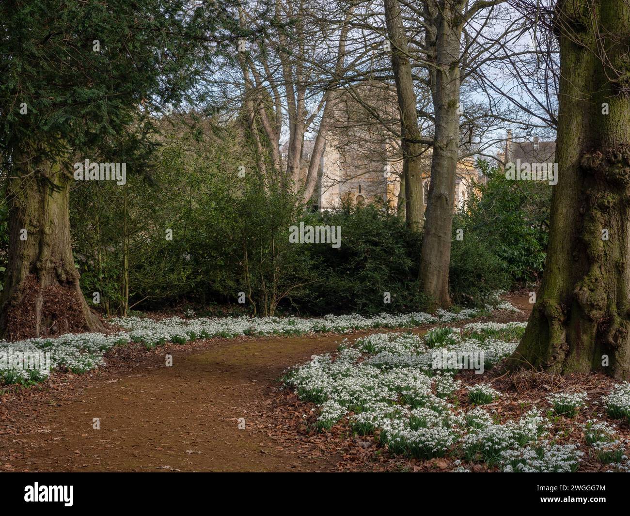 A woodland path lined with snowdrops, part of the annual Snowdrop Trail ...
