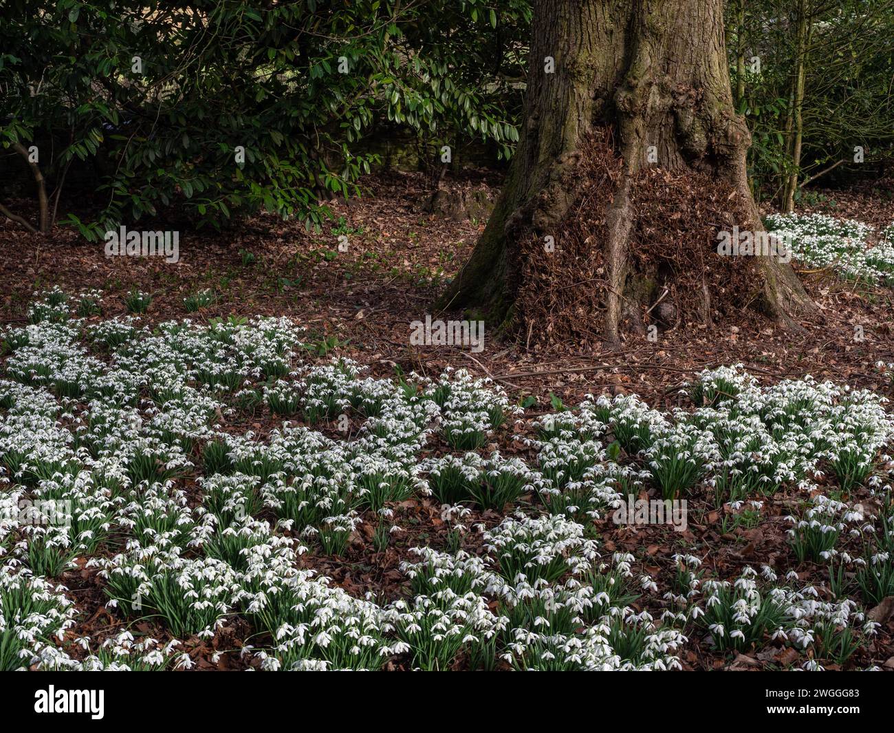 A woodland path lined with snowdrops, part of the annual Snowdrop Trail ...