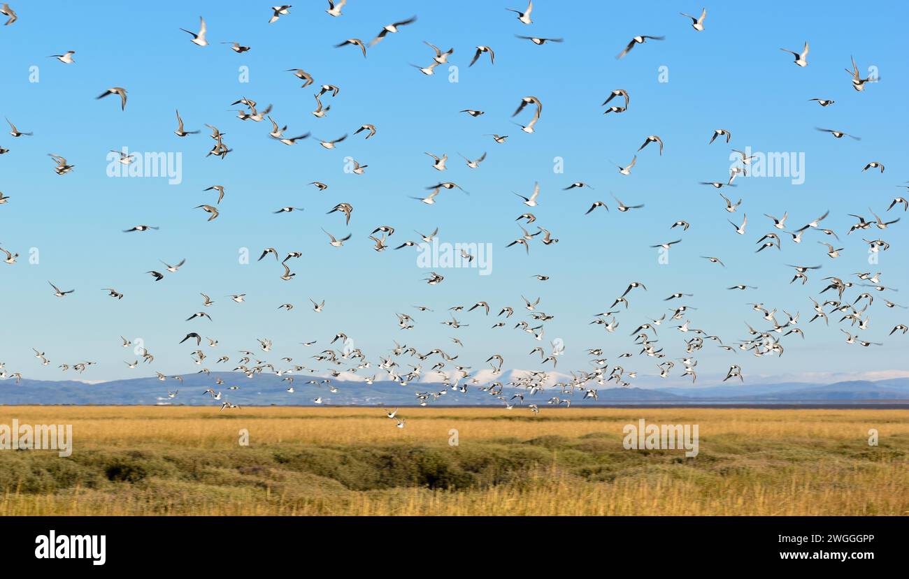A flock of sea birds flying above marshland on the coast of Barrow In ...