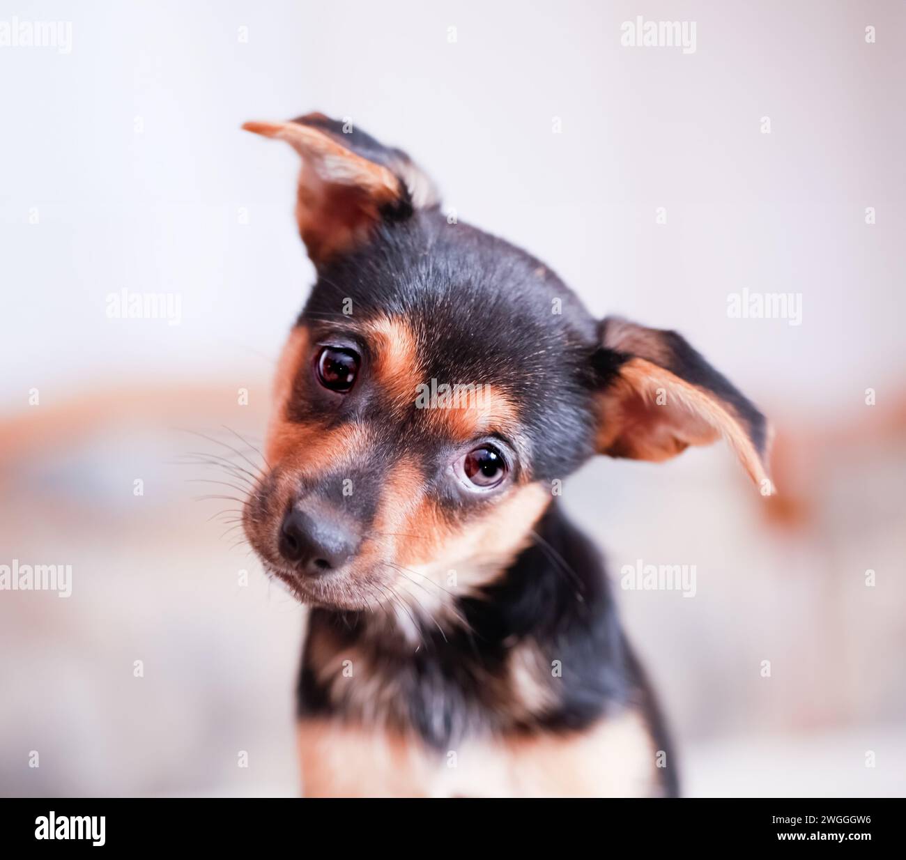 Curious puppy peeks into the camera Stock Photo - Alamy