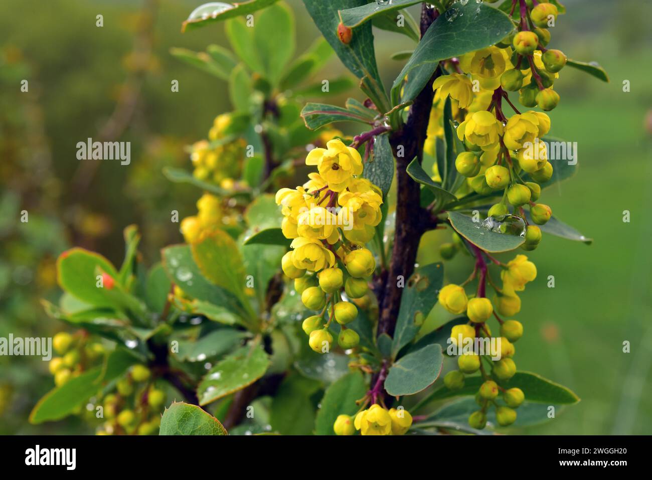 Barberry (Berberis vulgaris cantabrica) is a deciduous spiny shrub ...