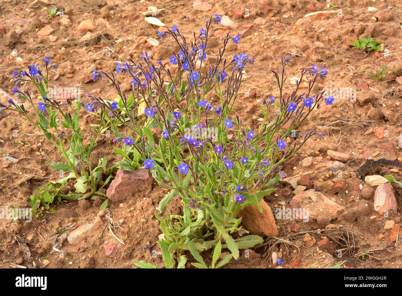 Italian bugloss (Anchusa azurea or Anchusa italica) is a perennial herb ...