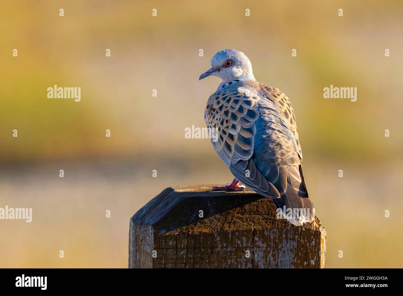 Turtle Dove, Streptopelia Turtur, perching on a fence post Stock Photo ...