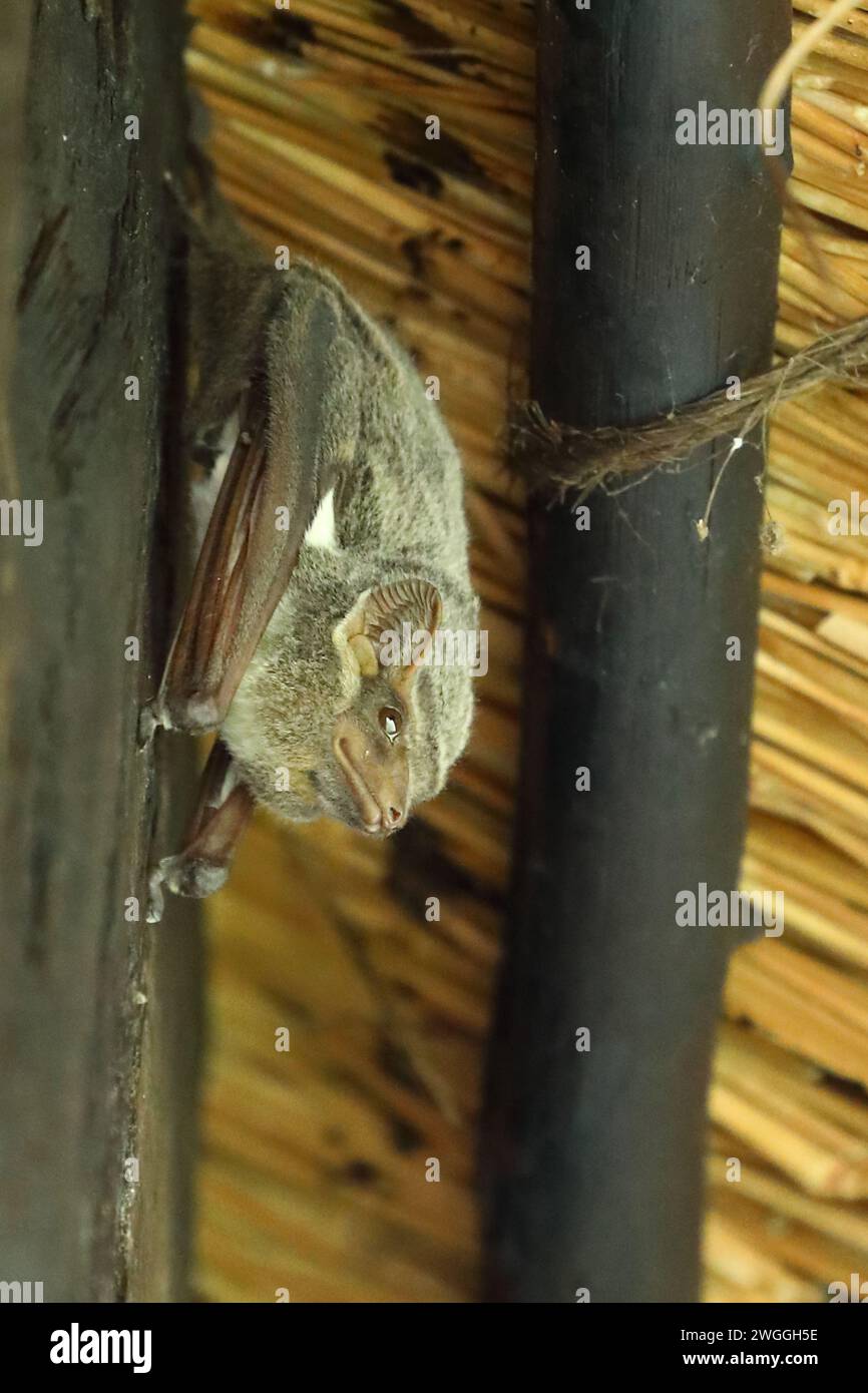 Mauritius-Grabfledermaus / Mauritian tomb bat / Taphozous mauritianus ...