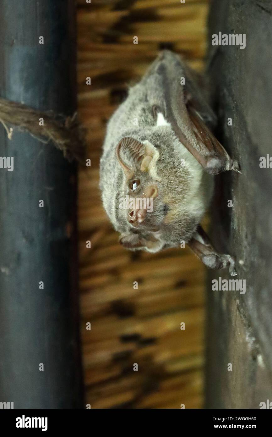 Mauritius-Grabfledermaus / Mauritian tomb bat / Taphozous mauritianus ...