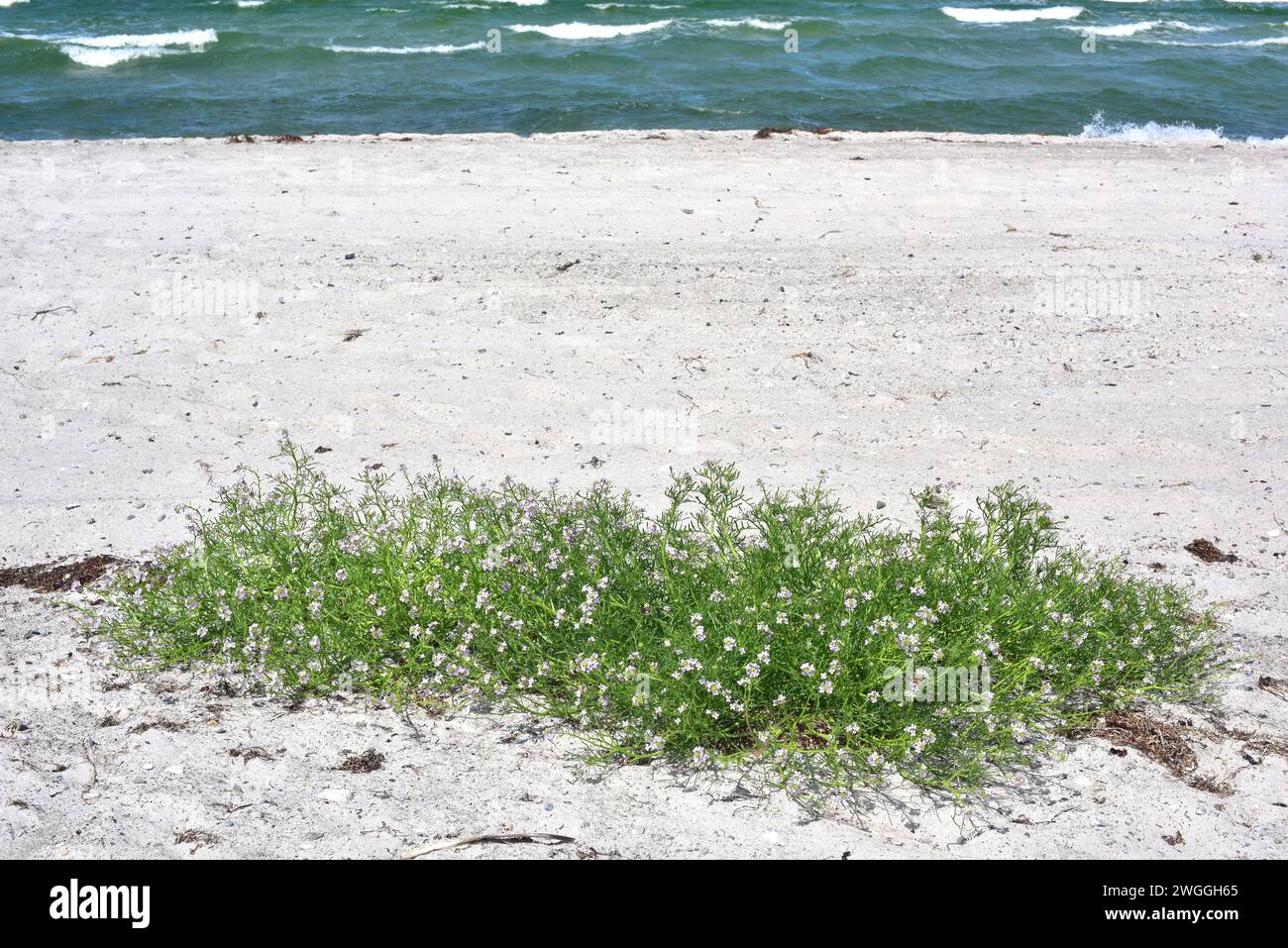 Sea rocket (Cakile maritima) is an annual plant native to coasts of ...