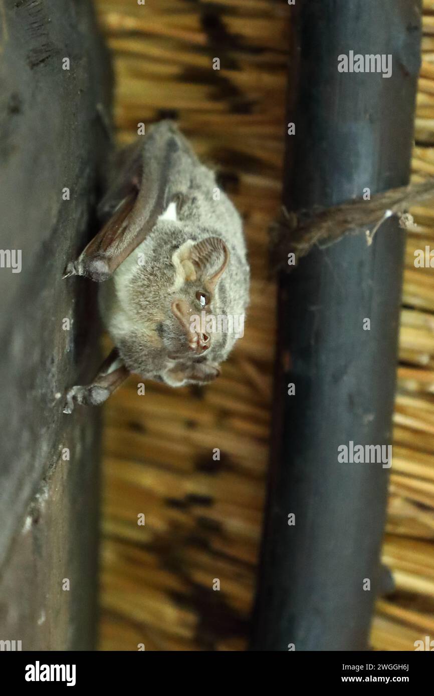 Mauritius-Grabfledermaus / Mauritian tomb bat / Taphozous mauritianus ...