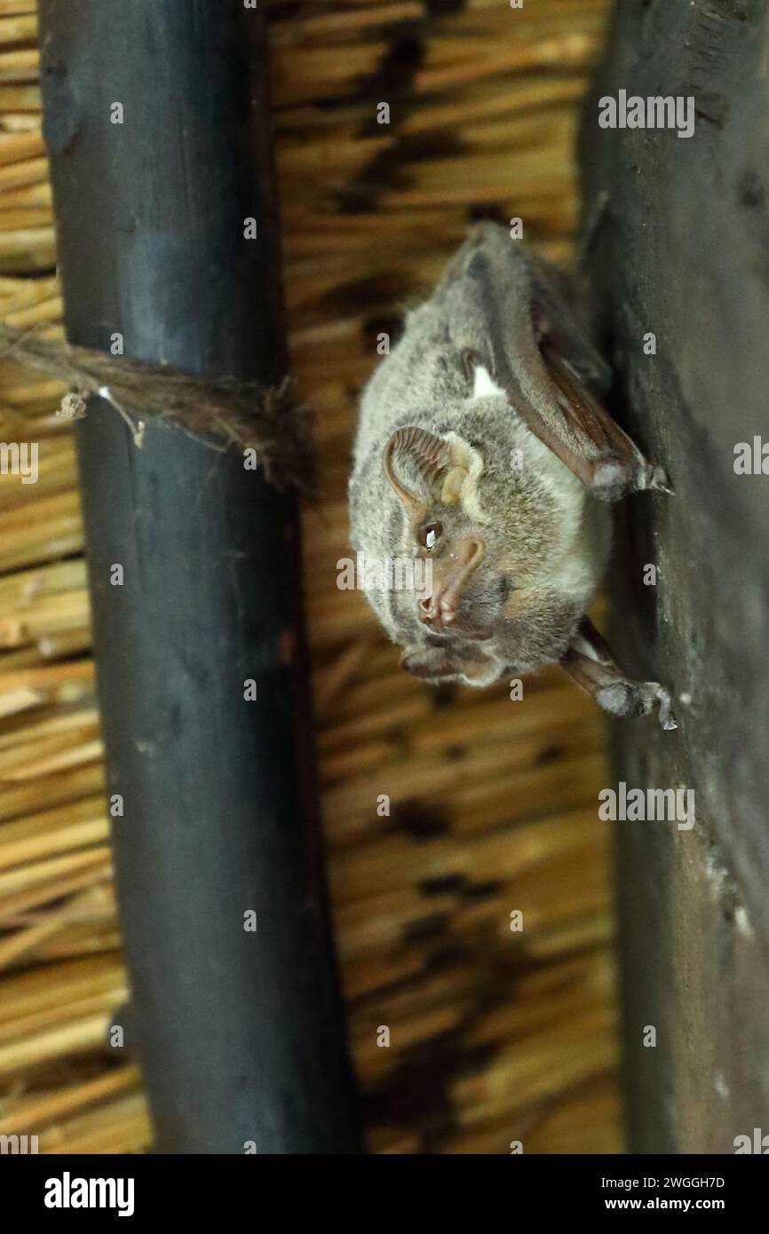 Mauritius-Grabfledermaus / Mauritian tomb bat / Taphozous mauritianus ...