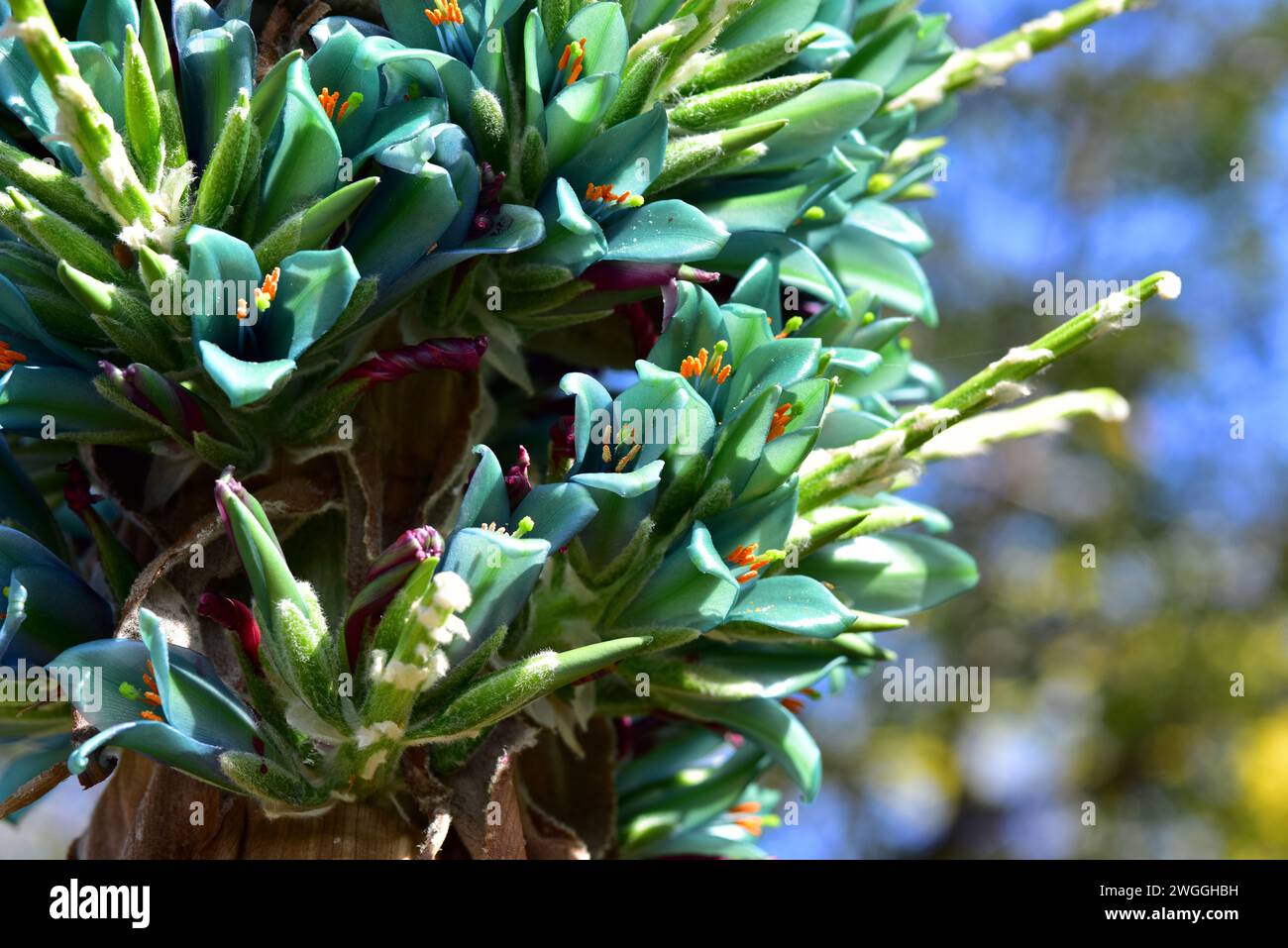Chagual (Puya berteroniana or Puya alpestris) is a perennial plant ...